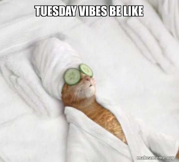 tuesday vibes be like - Pampered Cat Meme Meme Generator
