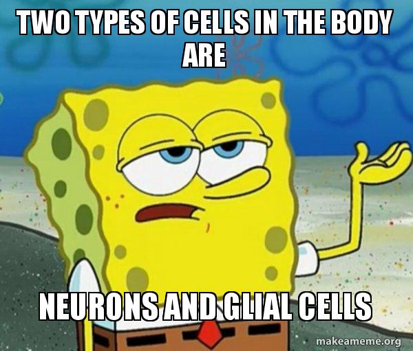 Two types of cells in the body are neurons and glial cells - Tough ...