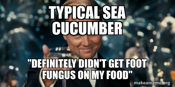 Typical Sea Cucumber "Definitely didn't get foot fungus on my food ...
