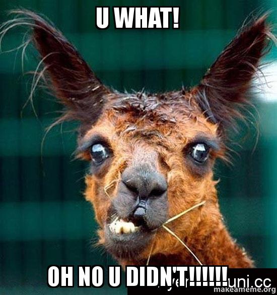 U what! Oh no U didn't!!!!!! - Dumb llama Meme Generator