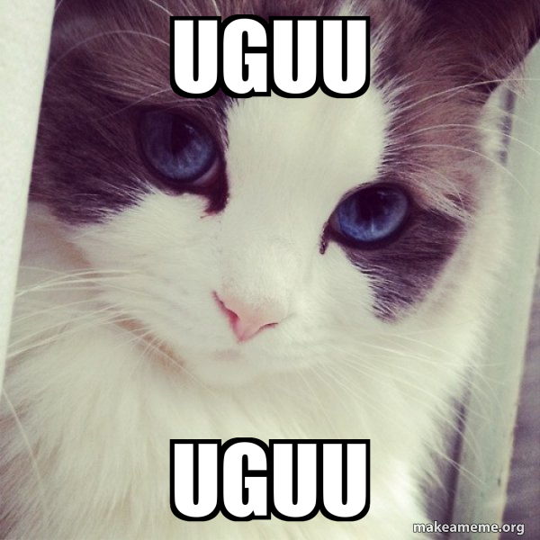 uguu uguu - Ridiculously Photogenic Cat Meme Generator