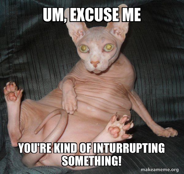 um, excuse me you're kind of inturrupting something! - Hairless Cat ...