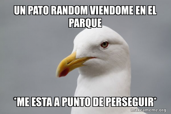 Un pato random viendome en el parque *Me esta a punto de perseguir ...