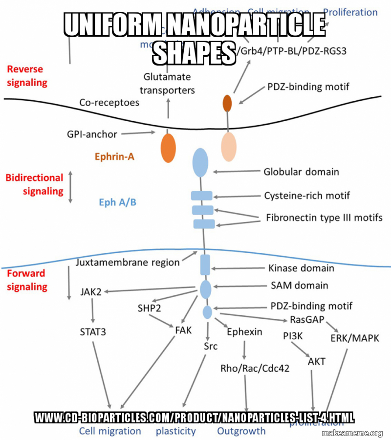 uniform nanoparticle shapes www.cd-bioparticles.com/product ...