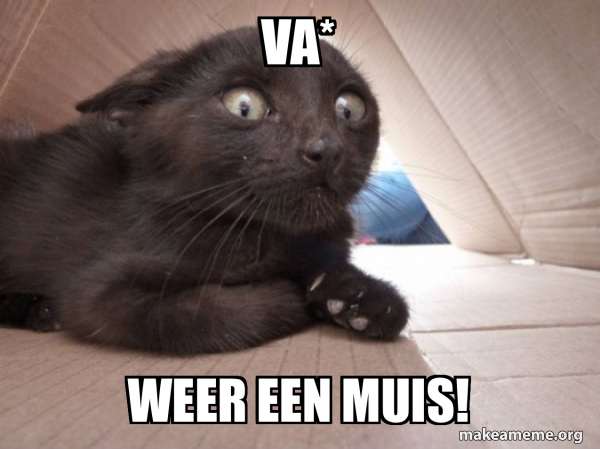 va* weer een muis! - Schitzo Cat Meme Generator