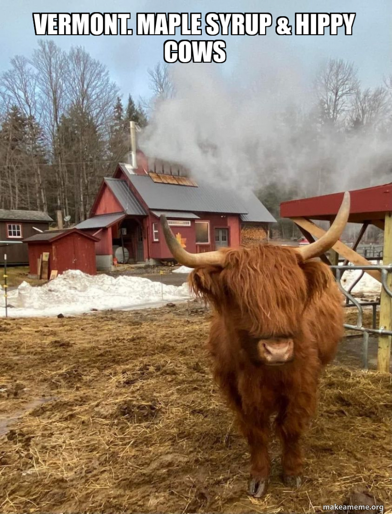 VERMONT. MAPLE SYRUP & HIPPY COWS Meme Generator