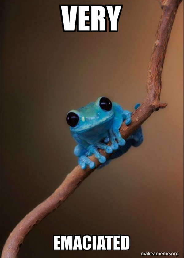 very emaciated - Small Fact Frog Meme Generator