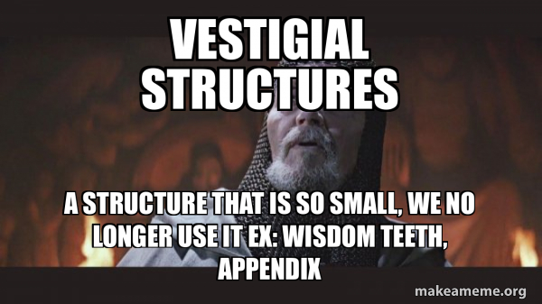Vestigial Structures a structure that is so small, we no longer use it ...