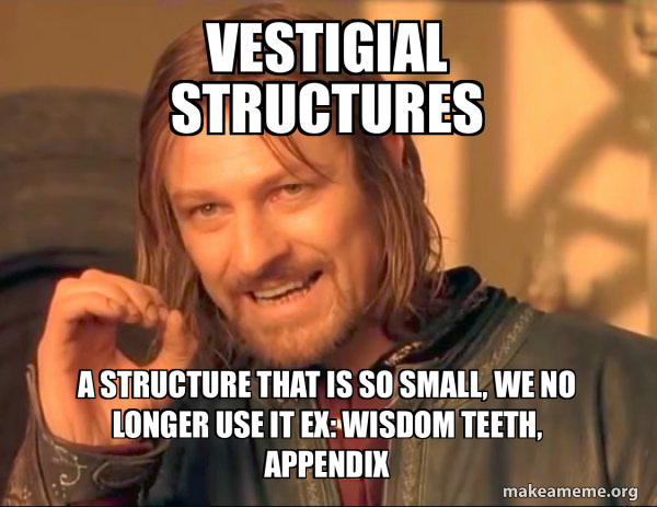 Vestigial Structures a structure that is so small, we no longer use it ...