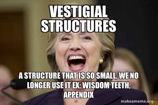Vestigial Structures A structure that is so small, we no longer use it ...