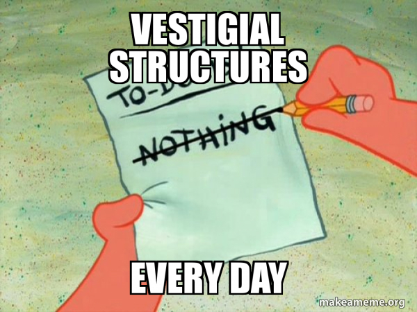 Vestigial Structures every day - TO-DO List Meme Generator