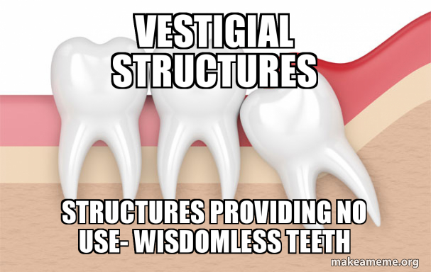 Vestigial Structures Structures providing no use- Wisdomless Teeth Meme ...