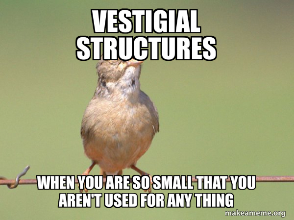 Vestigial structures when you are so small that you aren't used for any ...