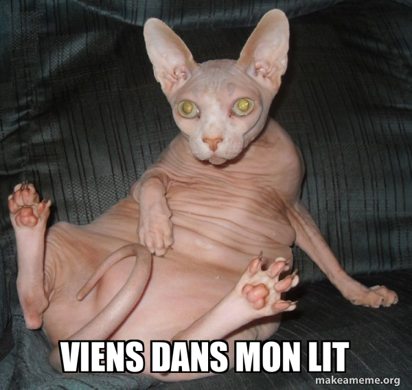 Viens dans mon lit - Hairless Cat Meme Generator