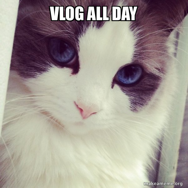 vlog all day - Ridiculously Photogenic Cat Meme Generator