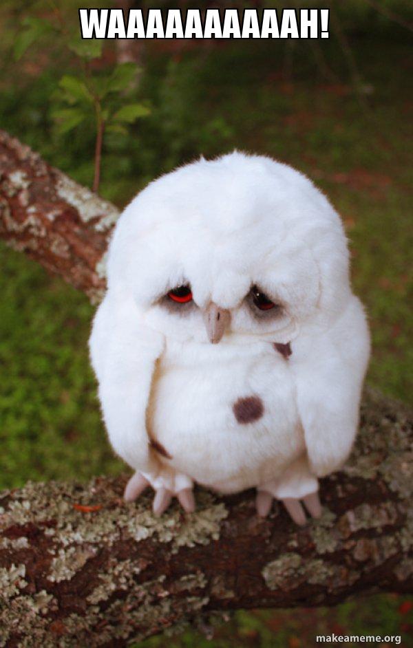 Waaaaaaaaaah! - Sad Owl Meme Generator