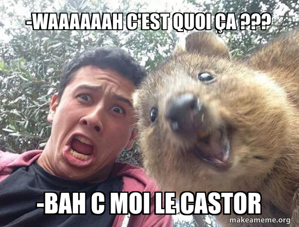 -waaaaaah c'est quoi ça ??? -bah c moi le castor Meme Generator