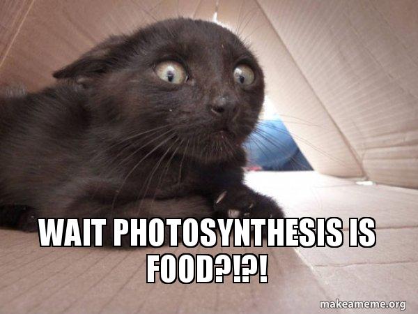 wait photosynthesis is food?!?! - Schitzo Cat | Make a Meme