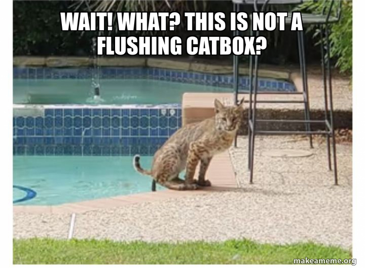 wait! what? this is not a flushing catbox? Meme Generator