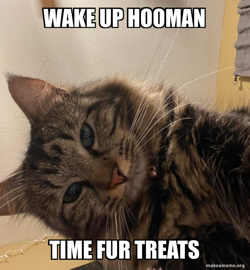 Wake up hooman Time fur treats Meme Generator