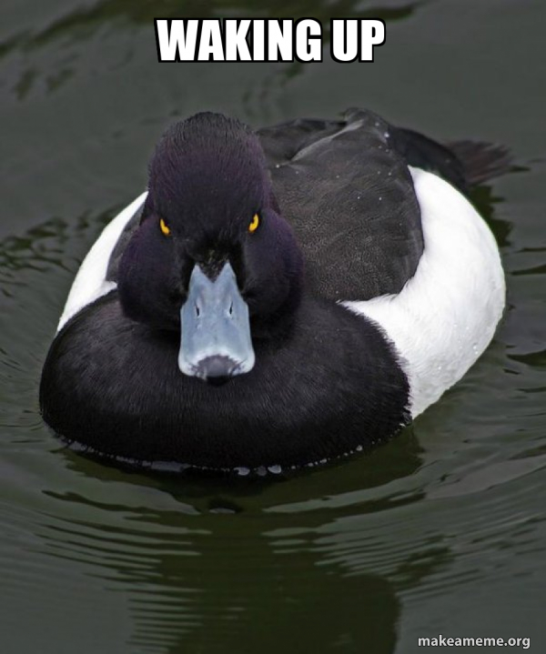 Waking up - Revenge Duck ( Angry Advice Duck ) Meme Generator