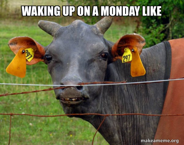 Waking up on a monday like - Hairless Cow | Make a Meme