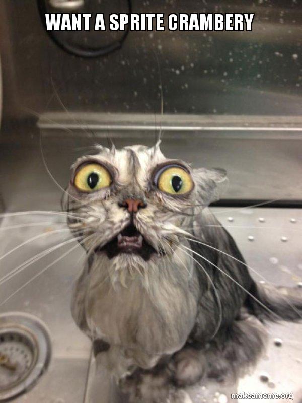 want a sprite crambery - Cat bath Meme Generator