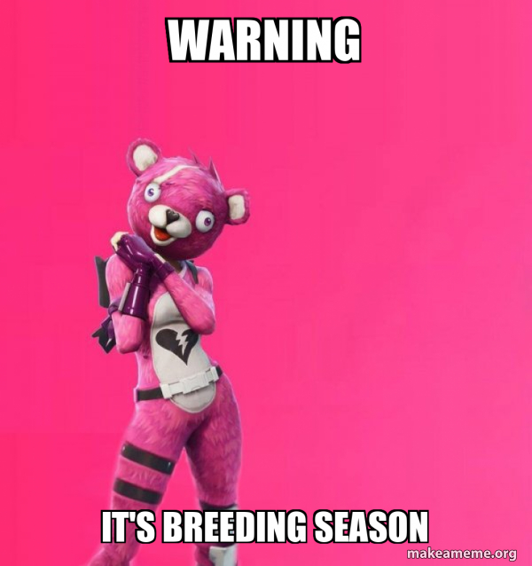 Warning It's breeding season - Creepy Bear Fortnite Meme Generator