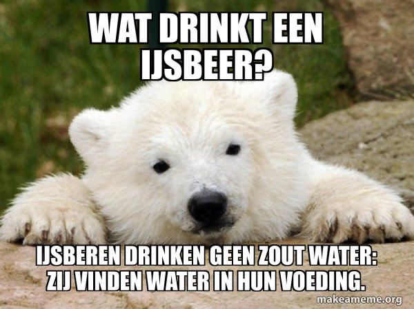 Wat drinkt een ijsbeer? IJsberen drinken geen zout water: zij vinden ...