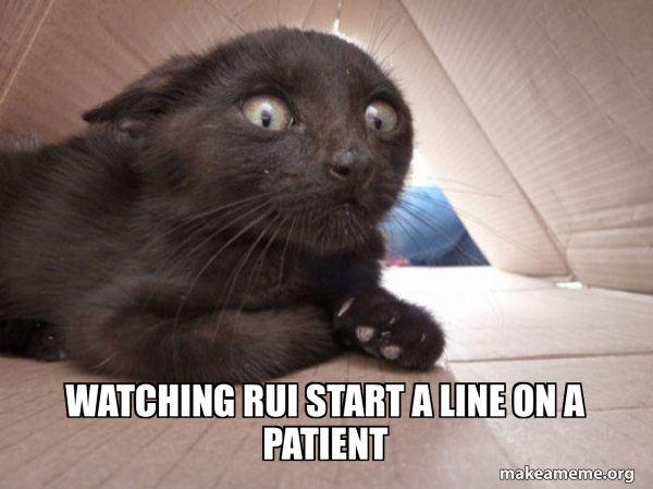 Watching Rui start a line on a patient - Schitzo Cat Meme Generator