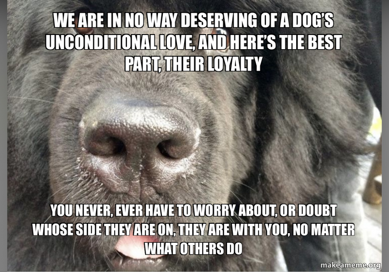 We are in no way deserving of a dog’s unconditional love, and here’s ...