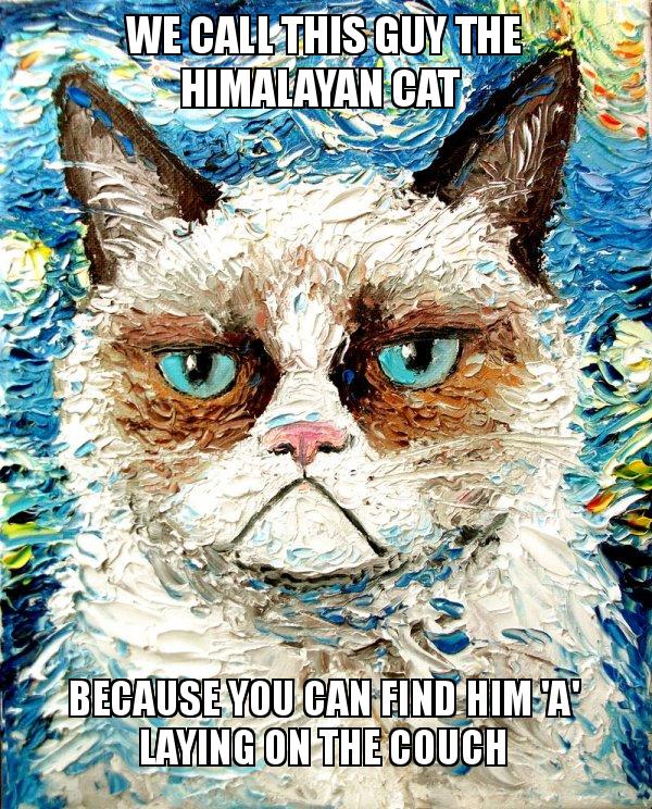 We call this guy the himalayan cat because you can find him 'a' laying ...