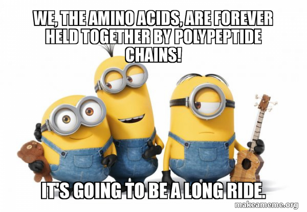 We, the amino acids, are forever held together by polypeptide chains ...