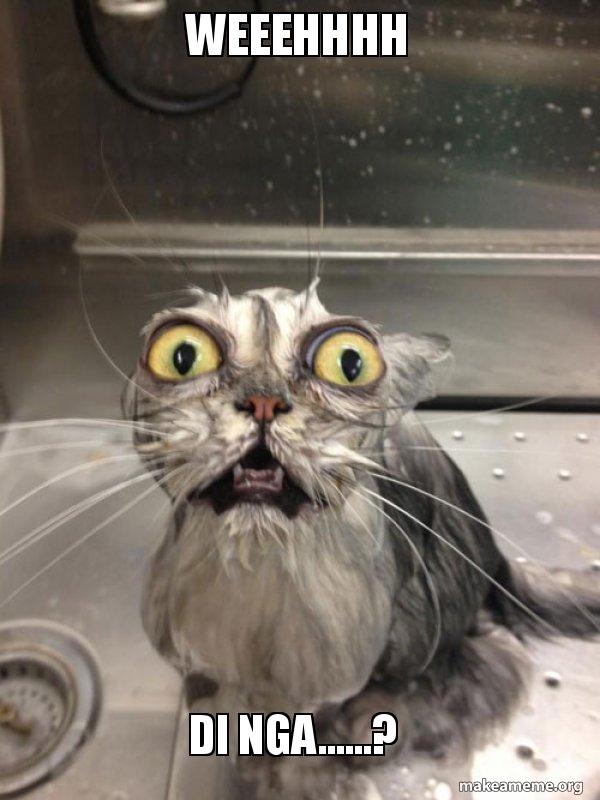 Weeehhhh Di nga......? - Cat bath Meme Generator