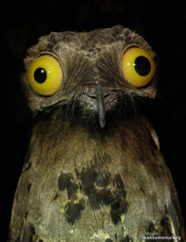- Weird Stuff I do Potoo Meme Generator