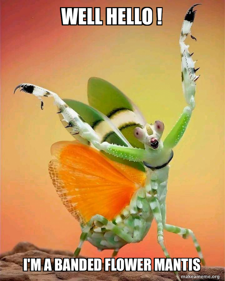 Well hello ! I'm a banded flower mantis Meme Generator
