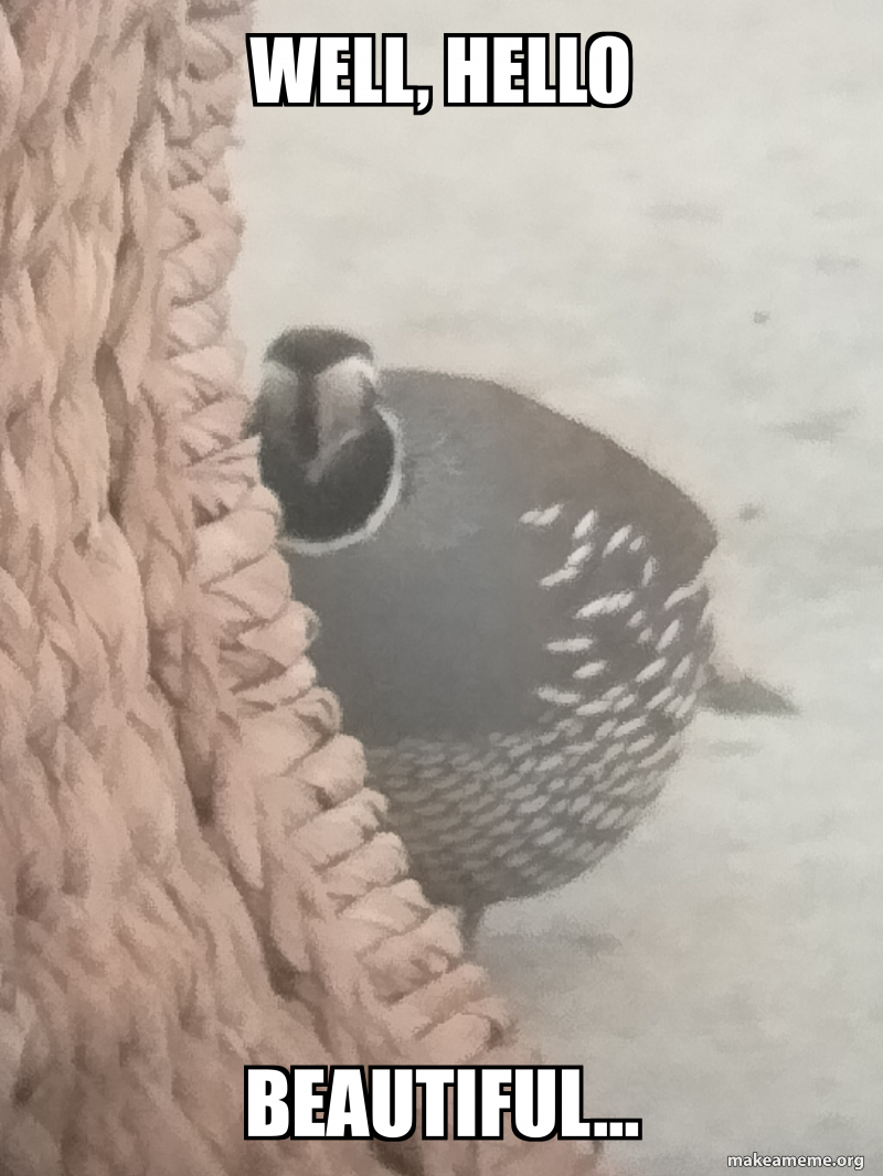 Well, hello Beautiful... Meme Generator