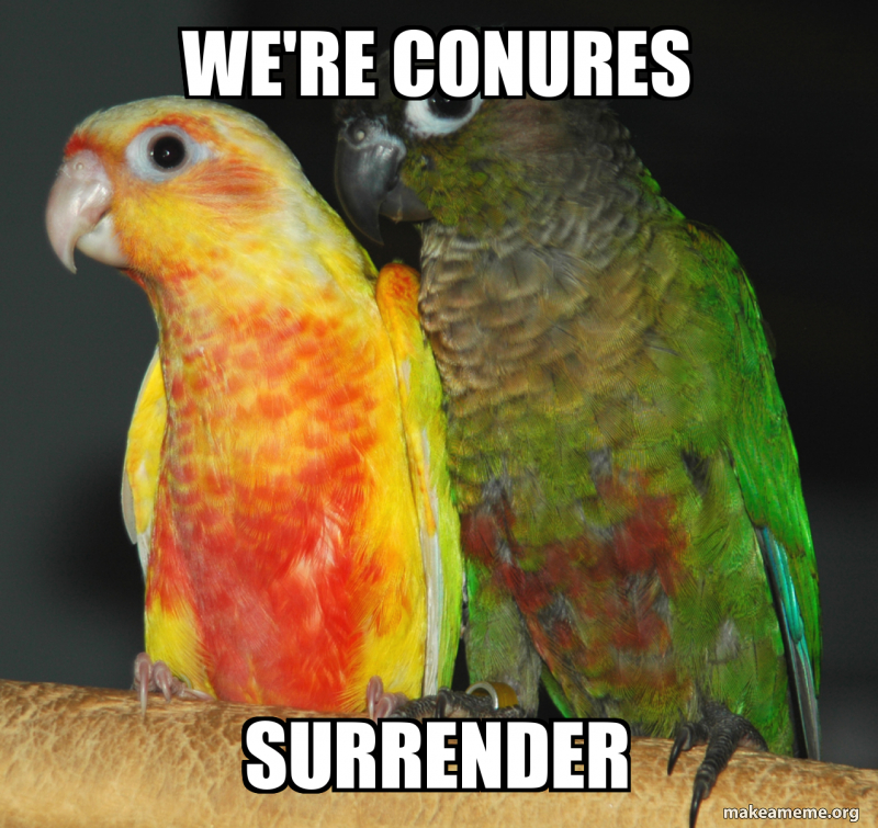 We're conures Surrender Meme Generator