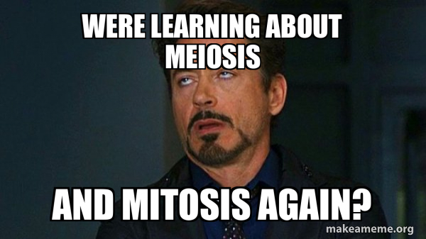 Were learning about Meiosis and Mitosis Again? - Tony Stark Eye Roll ...