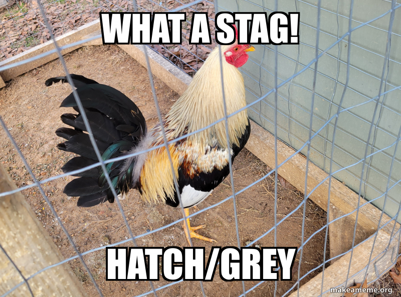 What a stag! Hatch/grey - Coosa River game farm Meme Generator