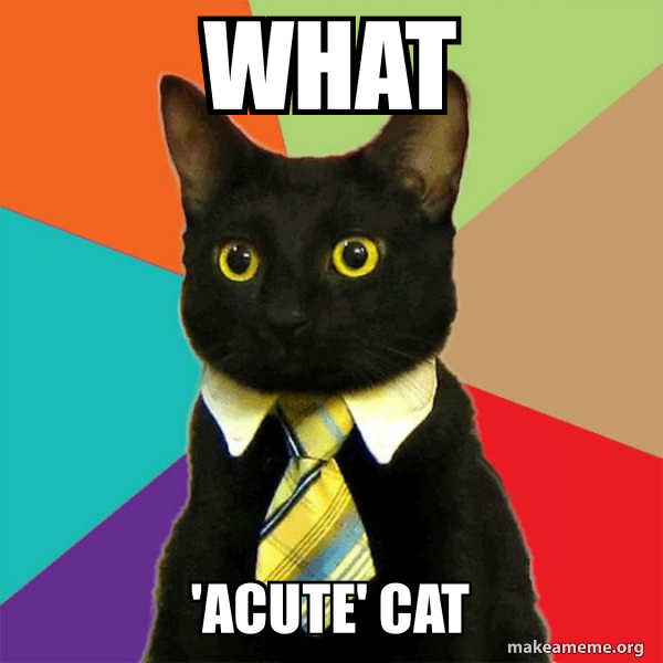 What 'acute' cat - Business Cat Meme Generator