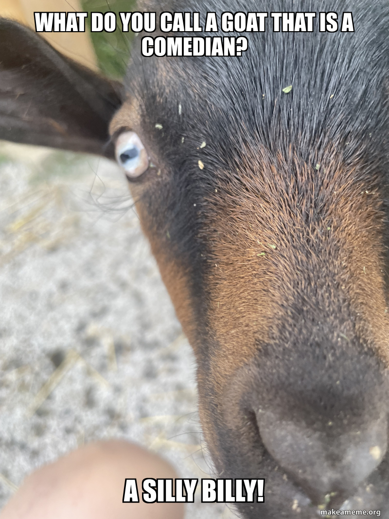 What do you call a goat that is a comedian? A silly billy! Meme Generator