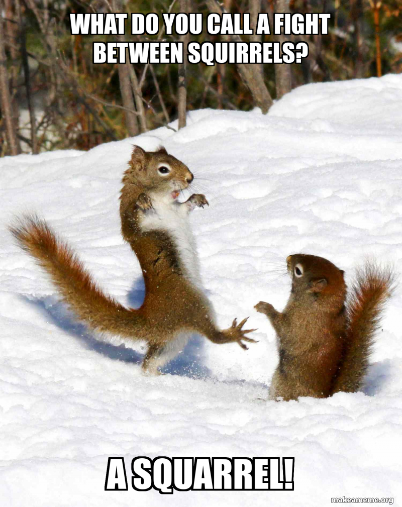 What do you call a fight between squirrels? A Squarrel! Meme Generator