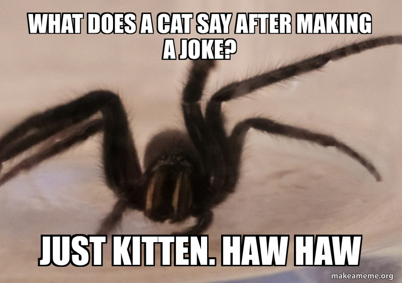 What does a cat say after making a joke? Just kitten. Haw haw Meme ...