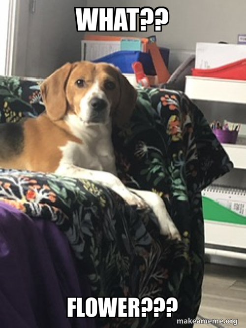 What?? Flower??? Meme Generator