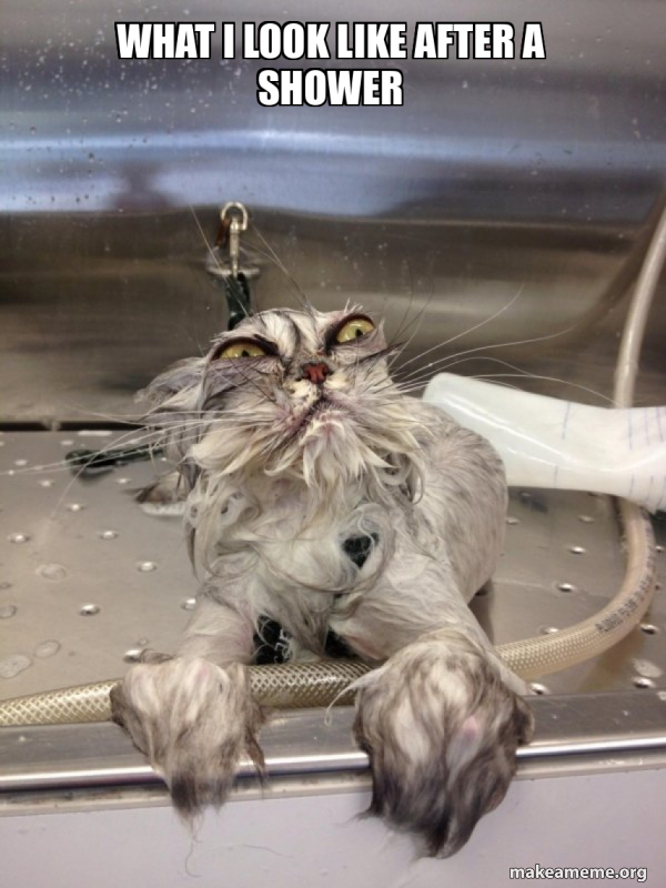 Cat Shower Memes