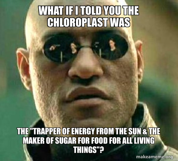 What if I told you the chloroplast was the "trapper of energy from the ...
