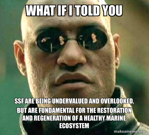 What if I told you SSF are being undervalued and overlooked, but are ...
