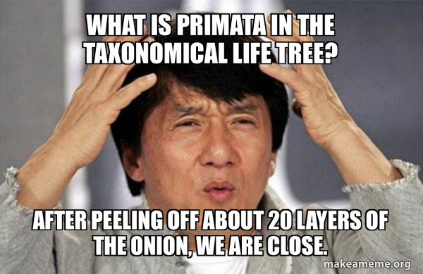 What is Primata in the taxonomical life tree? After peeling off about ...