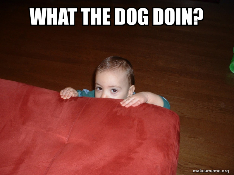 what the dog doin? Meme Generator